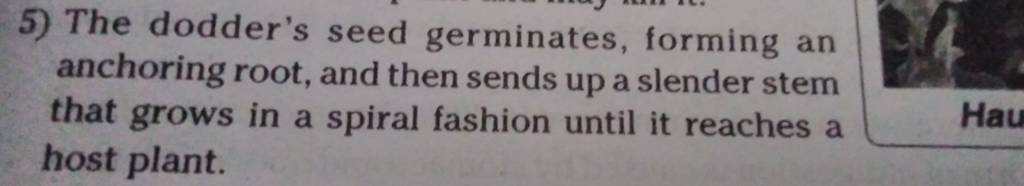 5) The dodder's seed germinates, forming an anchoring root, and then send..