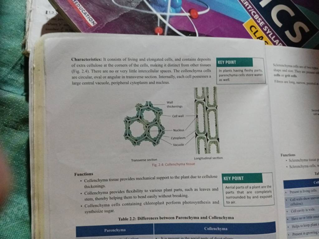 Characteristics: It consists of living and elongated cells, and contains