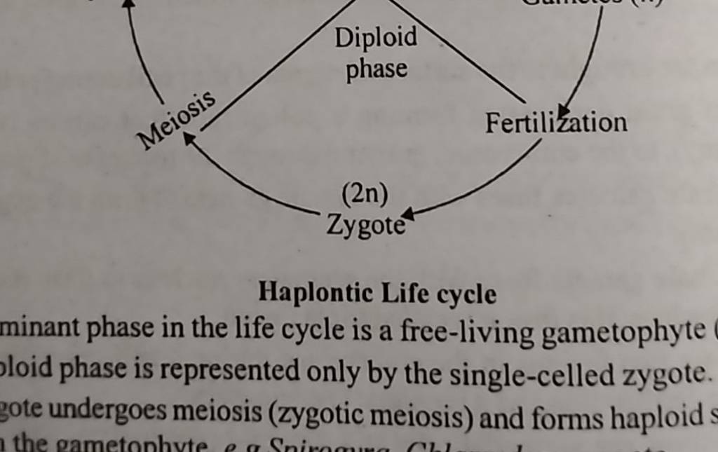 Haplontic Life cycle minant phase in the life cycle is a free-living game..