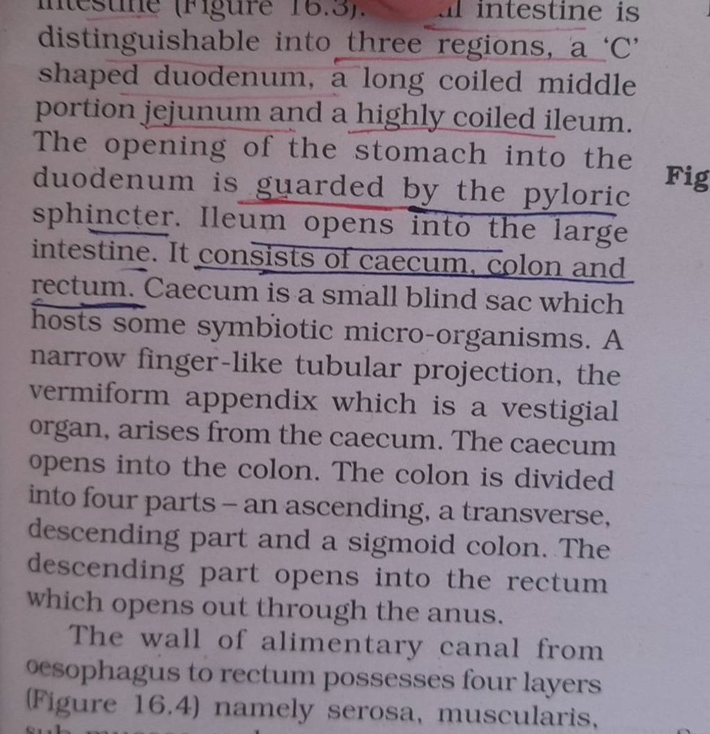 distinguishable into three regions, a ' C ' shaped duodenum, a long coile..