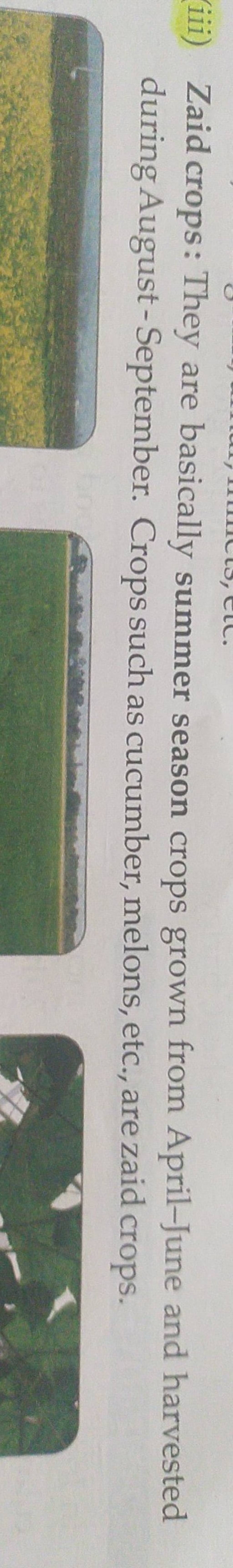 (iii) Zaid crops: They are basically summer season crops grown from April..