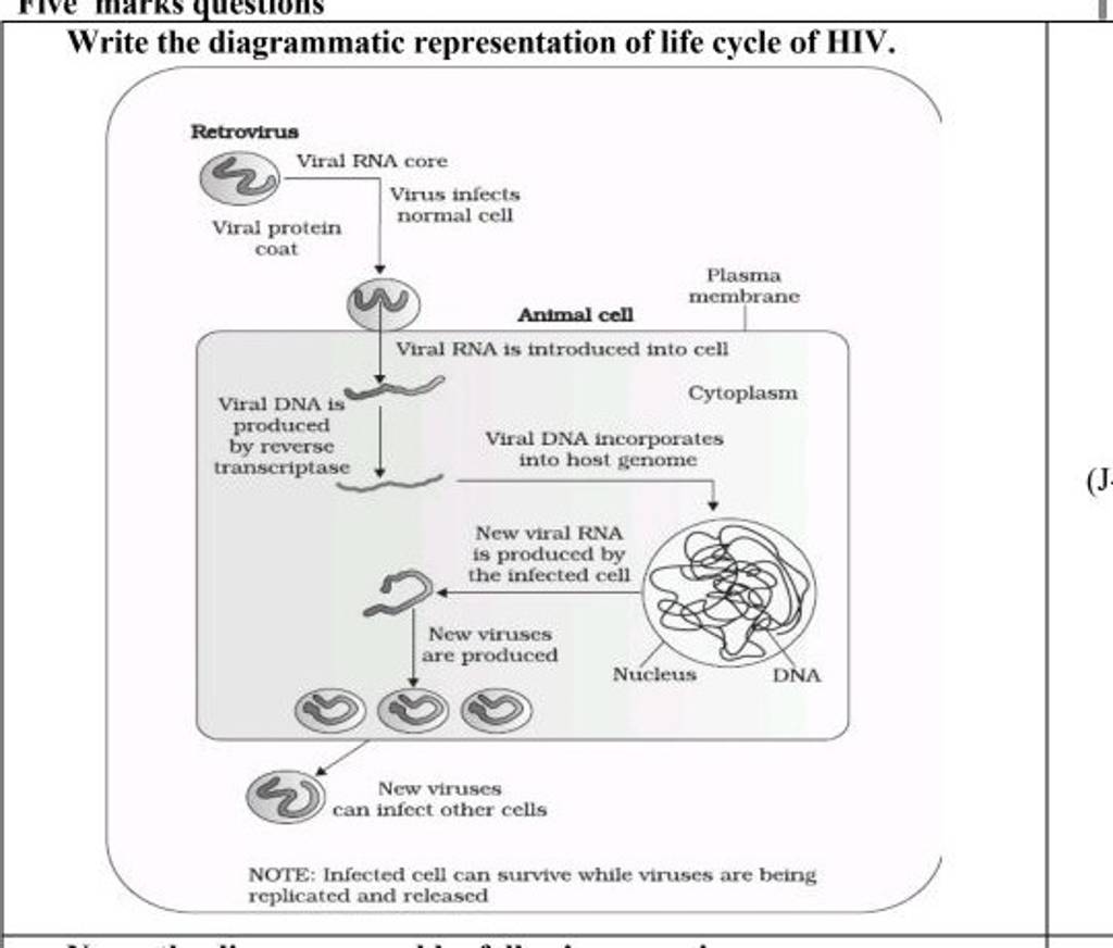 Write the diagrammatic representation of life cycle of HIV. NOTE: Infecte..
