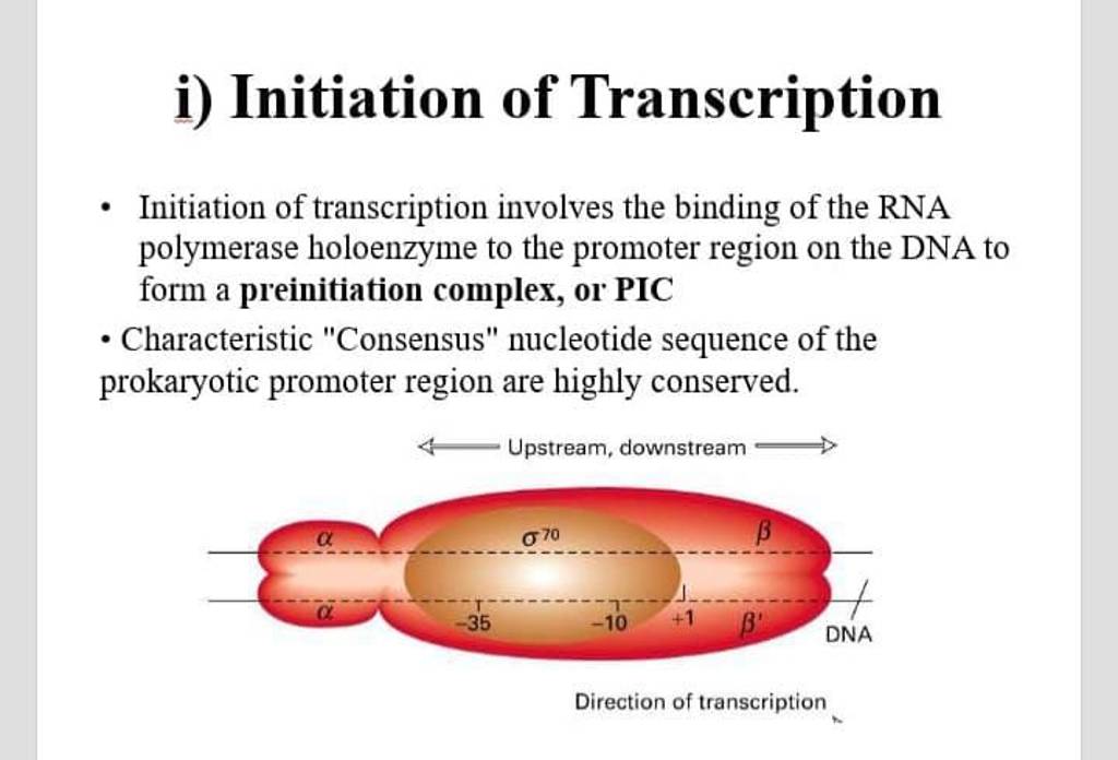 Transcription Initiation Diagram