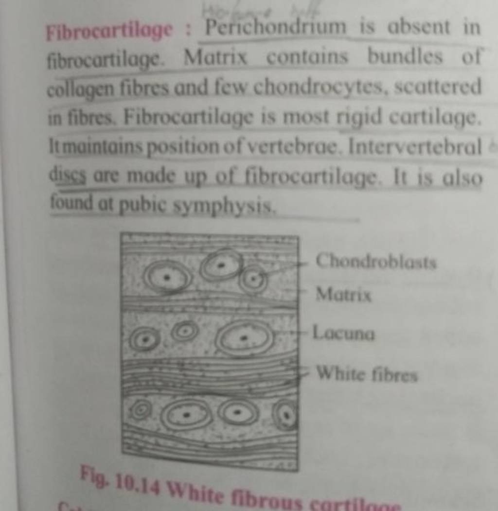 Fibrocartilage : Perichondrium is absent in fibrocartilage. Matrix contai..