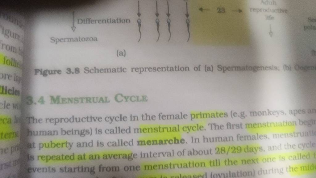Figure 3.8 Schematic representation of (a) Spermatogenesis; (b) Oegeca 3... Figure 3.8 Schematic representation of (a) Spermatogenesis; (b) Oegeca 3...