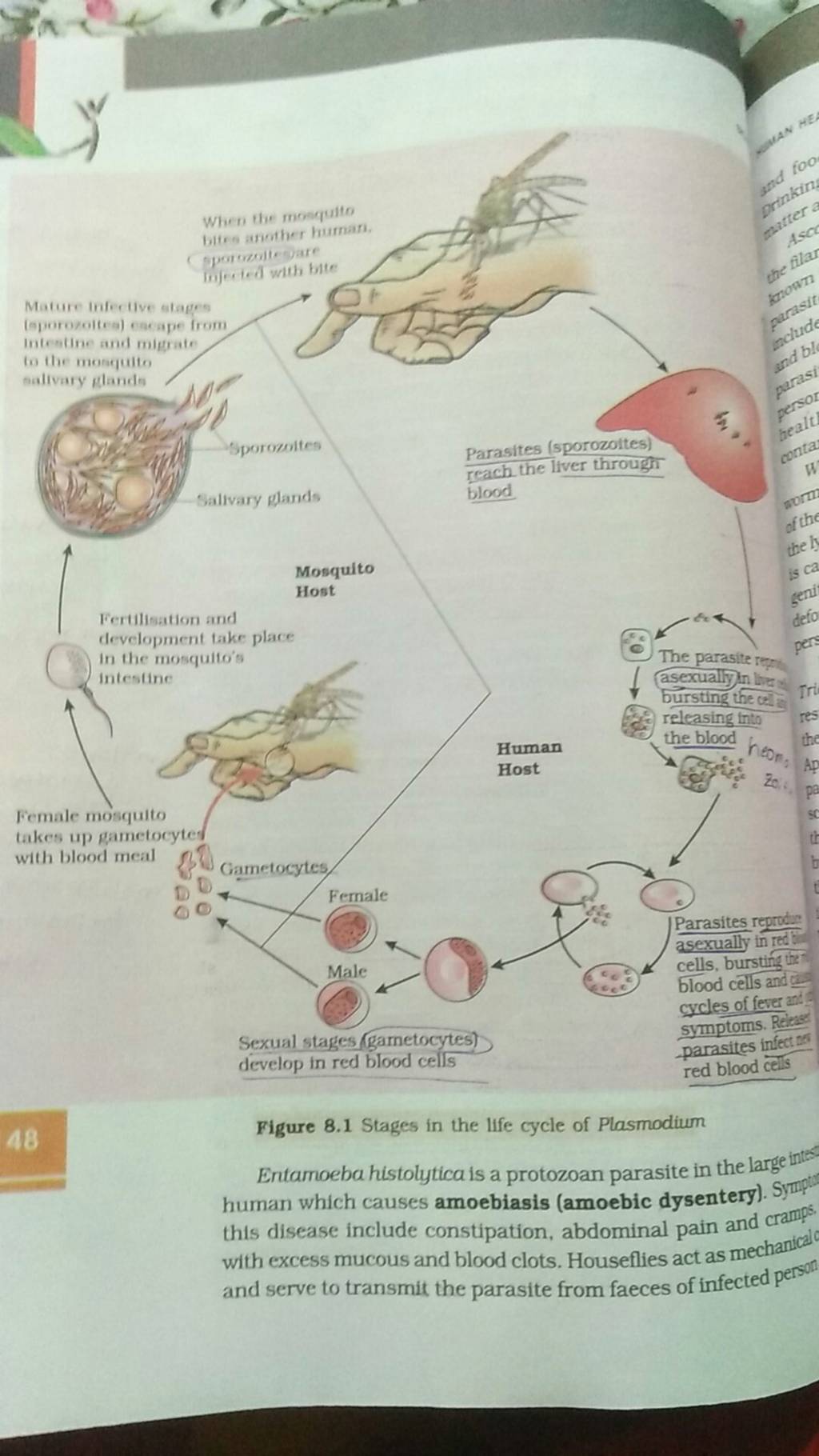 reach the liver through blood Sexual stages (gametocytes) develop in red