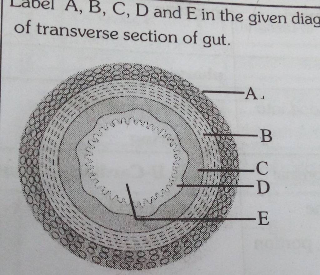 Label A,B,C,D and E in the given diag of transverse section of gut.