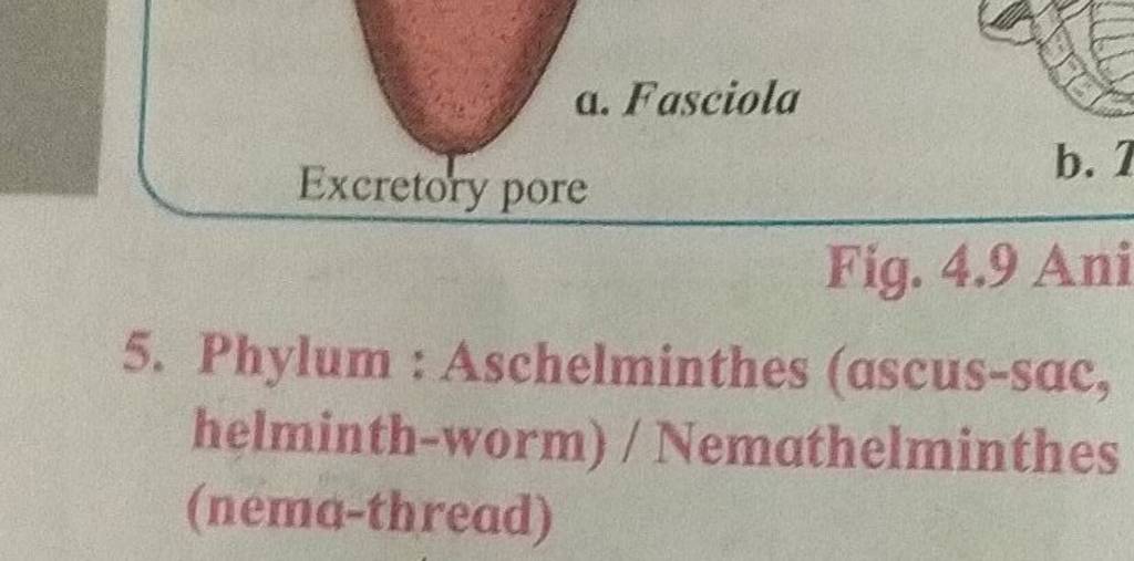 a. Fasciola Excretory pore Fig. 4.9 Ani 5. Phylum : Aschelminthes (ascus-..