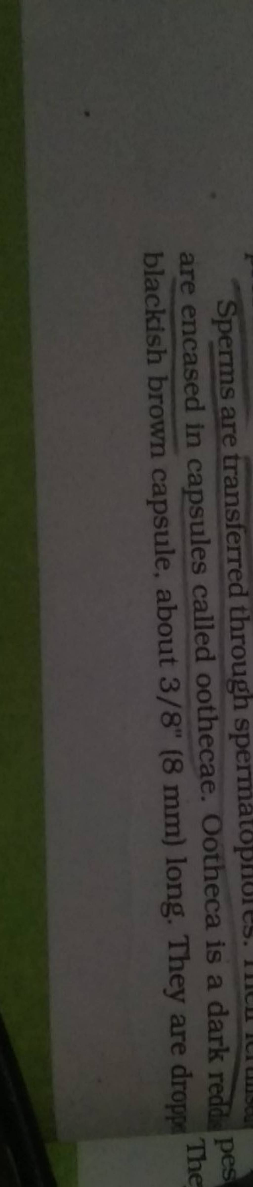 Sperms are transferred through are encased in capsules called oothecae. O..