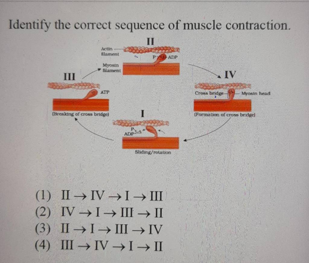 Identify the correct sequence of muscle contraction. | Filo