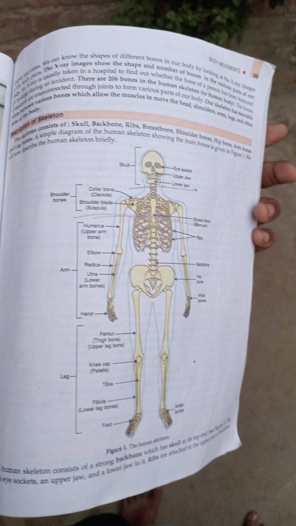 and ses We can know the shapes of different bones in our body by looking