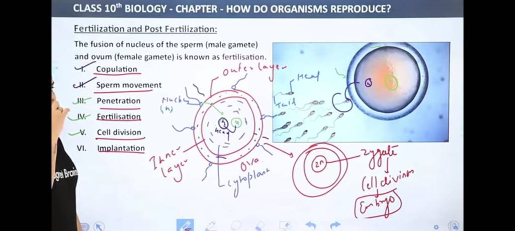 CLASS 10th BIOLOGY - CHAPTER - HOW DO ORGANISMS REPRODUCE? Fertilization..