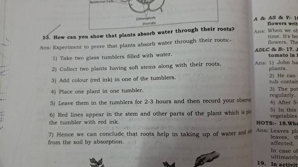 How can you show that plants absorb water through their roots? Ans: Exper..