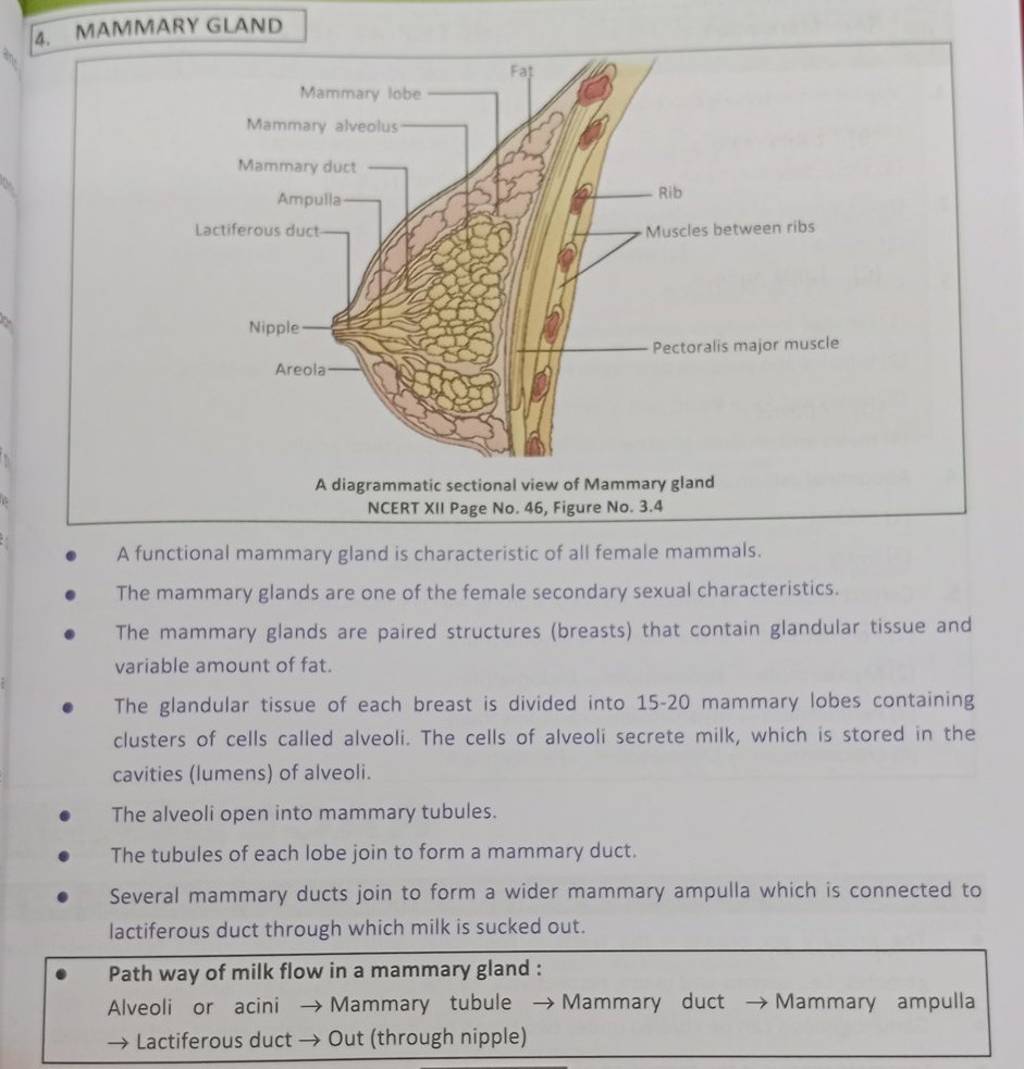 A diagrammatic sectional view of Mammary gland NCERT XII Page No. 46, Fig..