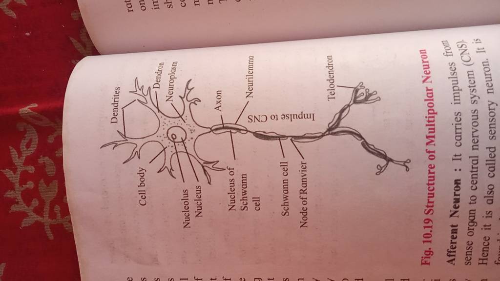 Fig 1019 Structure Of Multipolar Neuron Afferent Neuron It Carries Im