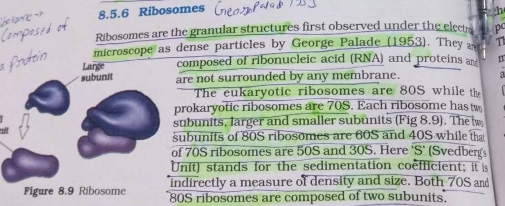 Ribosomes are the granular structures first observed under the electro mi..