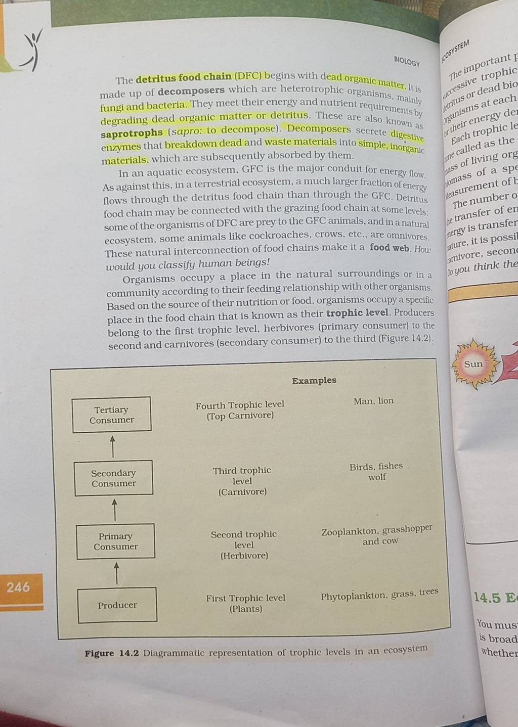 The detritus food chain (DFC) begins with dead organic matter. It is made..
