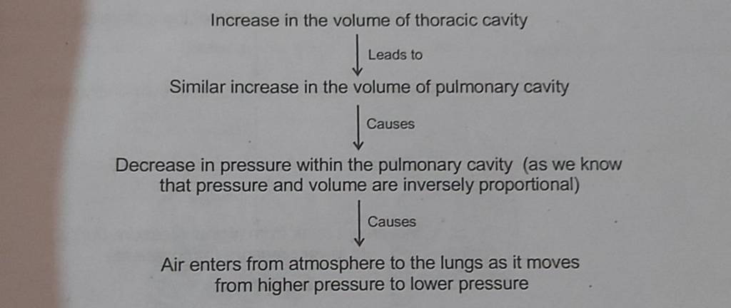 Increase in the volume of thoracic cavity ↓ Leads to | Filo