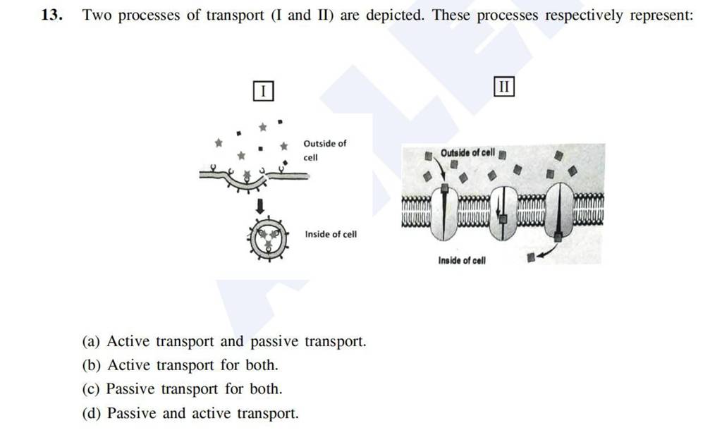 Two processes of transport (I and II) are depicted. These processes respe..