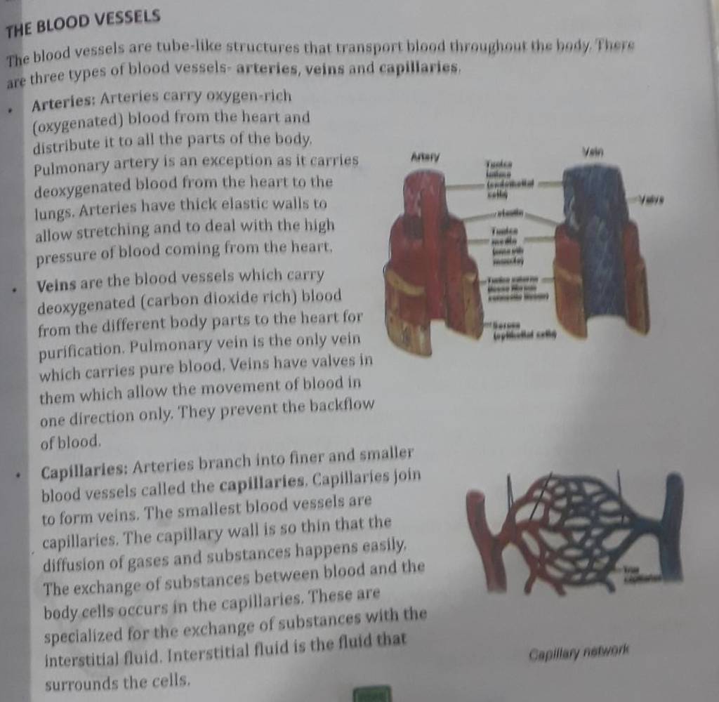 THE BLOOD VESSELS The blood vessels are tube-like structures that transpo..