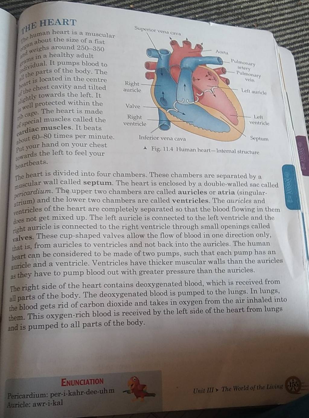 1H B HEART , human heart is a musculan and about the size of a fist the d..