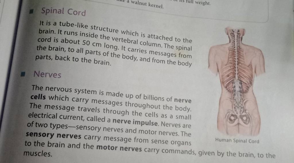 - Spinal Cord It is a tube-like structure which is attached to the brain...