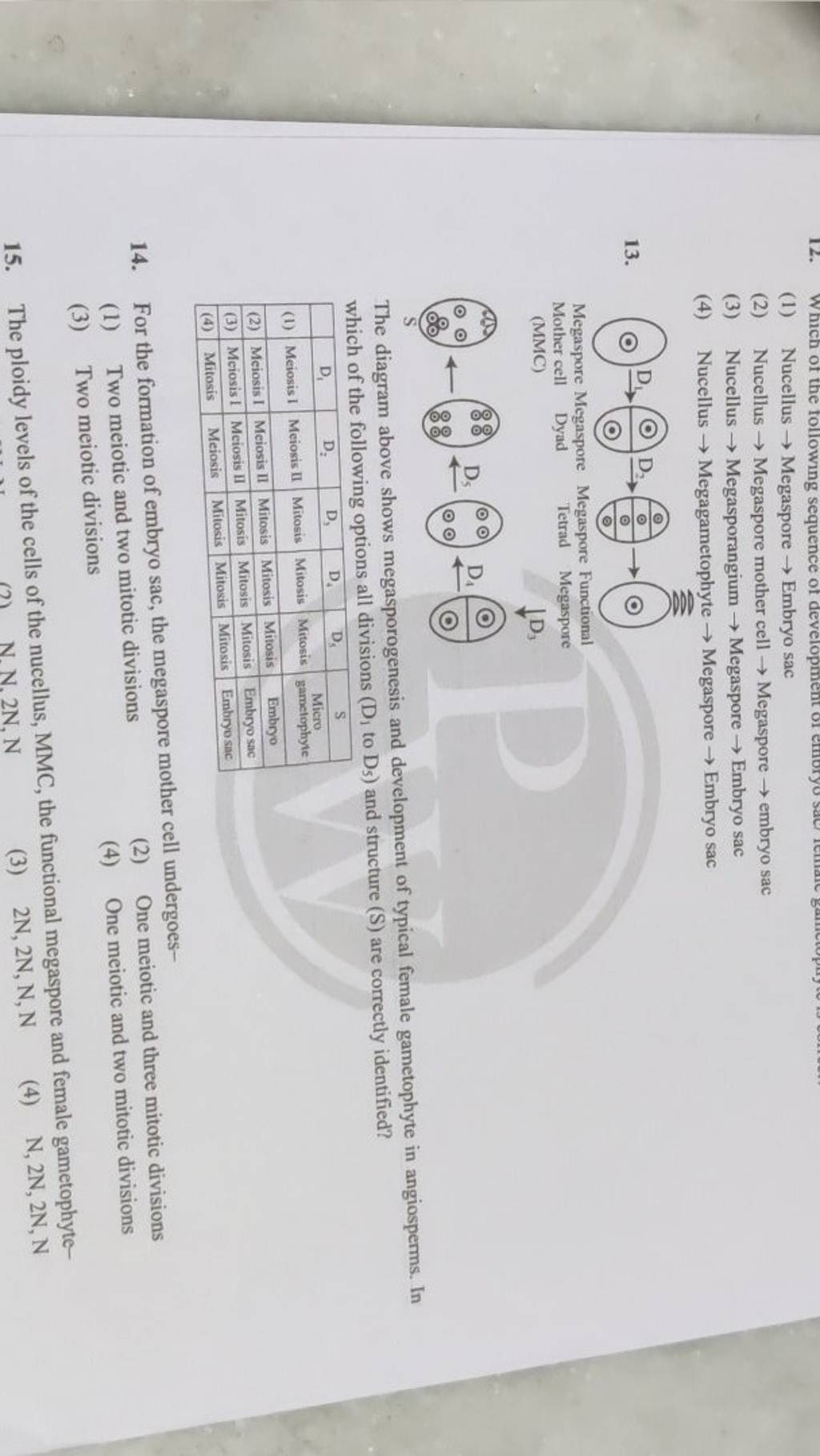 Megaspore Megaspore Megaspore Functional Mother cell Dyad Tetrad Megaspor..