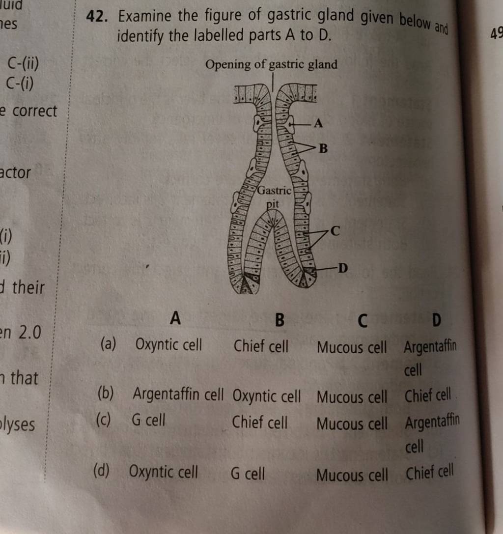 Examine the figure of gastric gland given below and identify the labelled.. Examine the figure of gastric gland given below and identify the labelled..