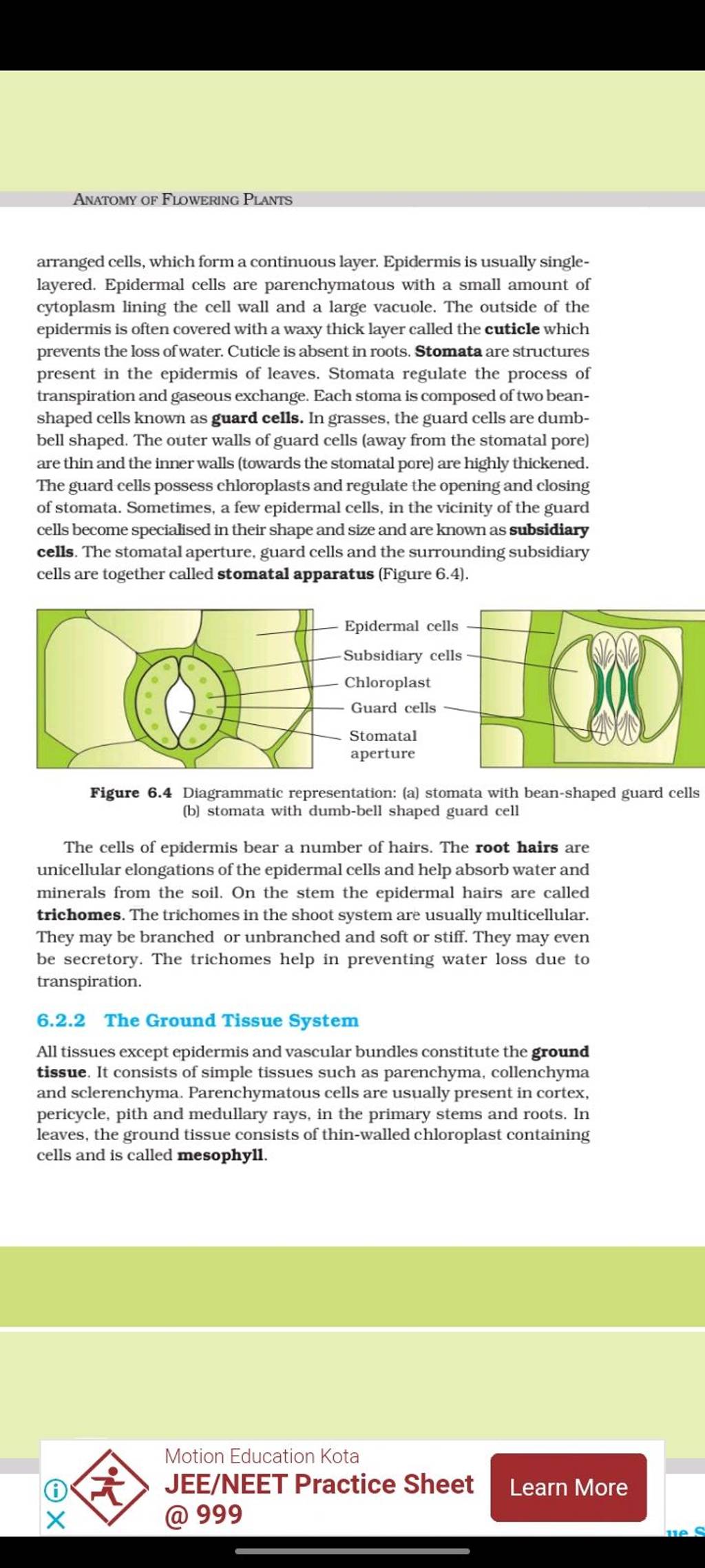 ANATOMY OF FLOWERING PLANTS arranged cells, which form a continuous layer..