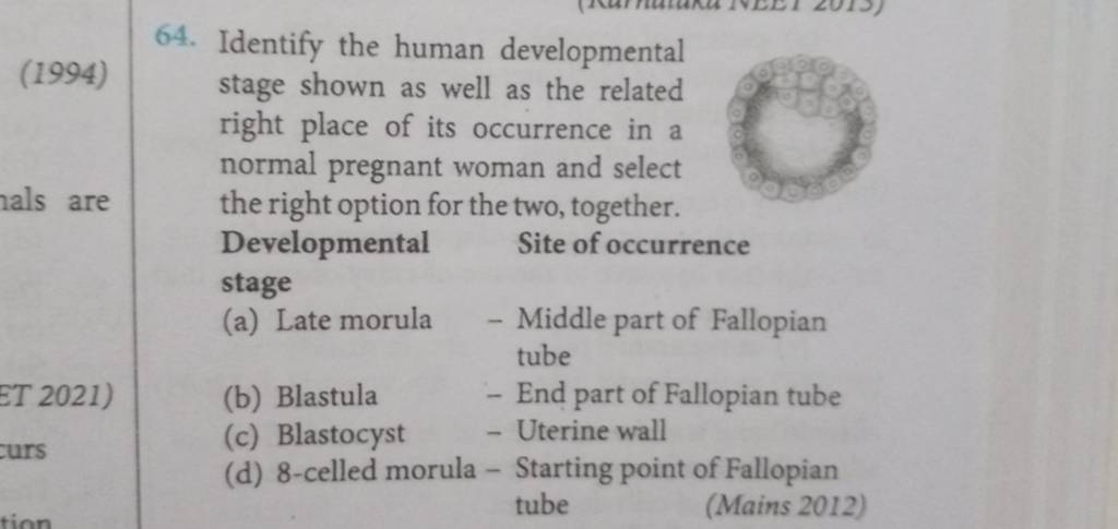 Identify the human developmental stage shown as well as the related right..