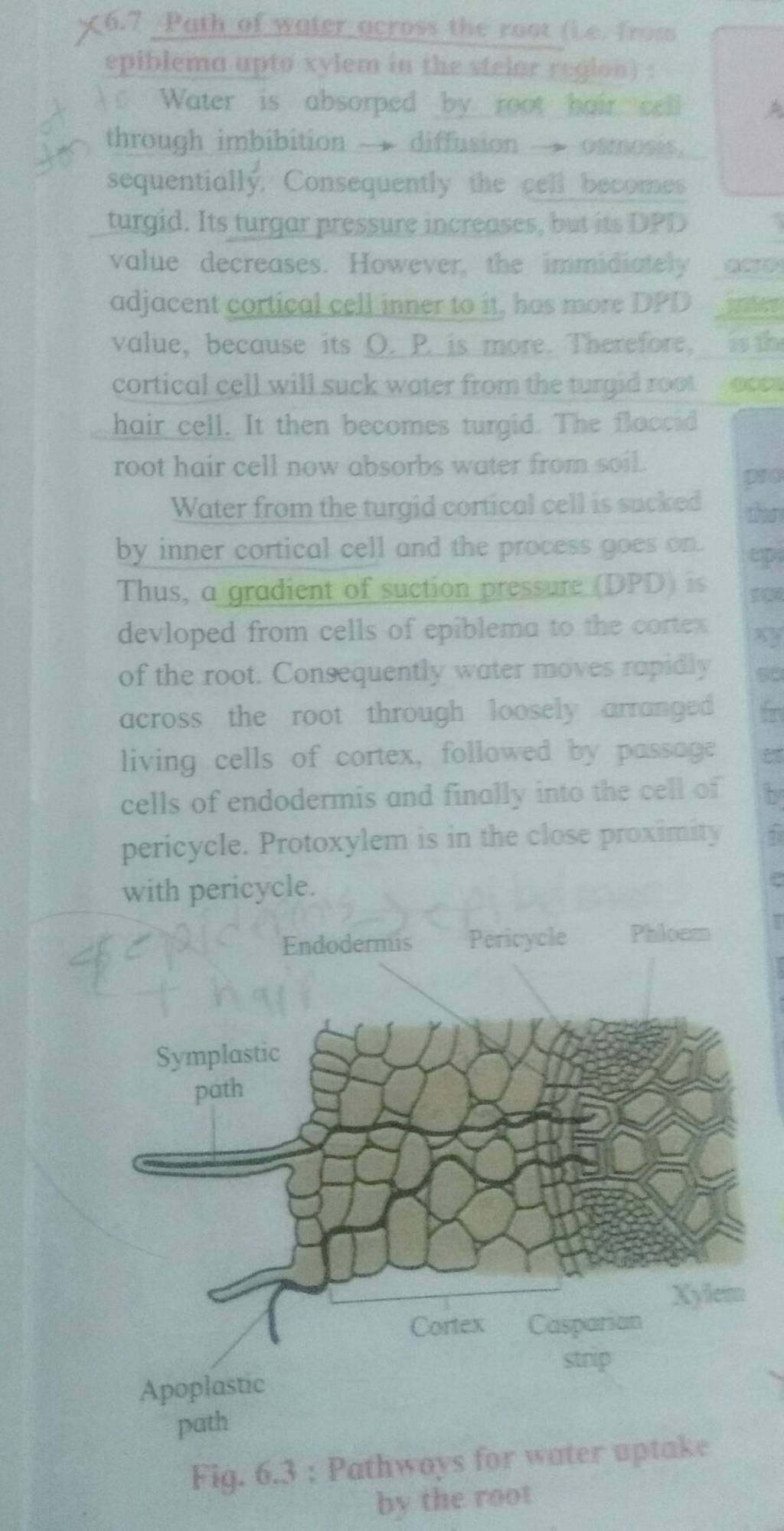 6.7 Path of water across the root fies frot Water is absorped by root hai..