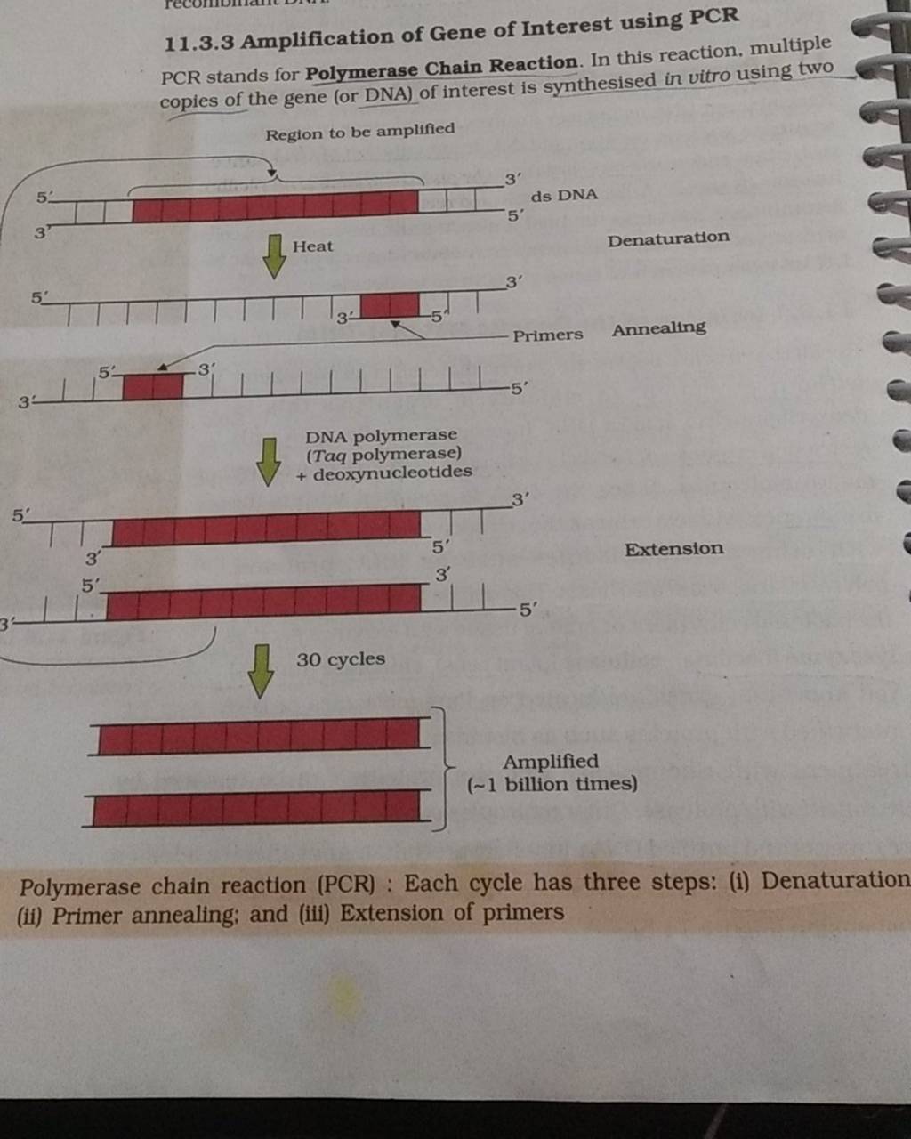 11.3.3 Amplification of Gene of Interest using PCR PCR stands for Polymer..