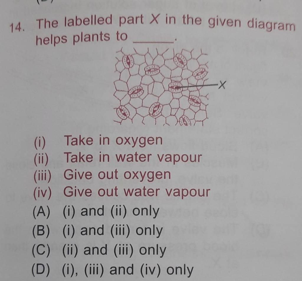 The labelled part X in the given diagram helps plants to (i) Take in oxyg..