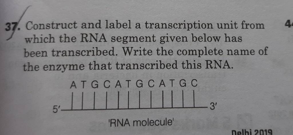 37. Construct and label a transcription unit from which the RNA segment g..