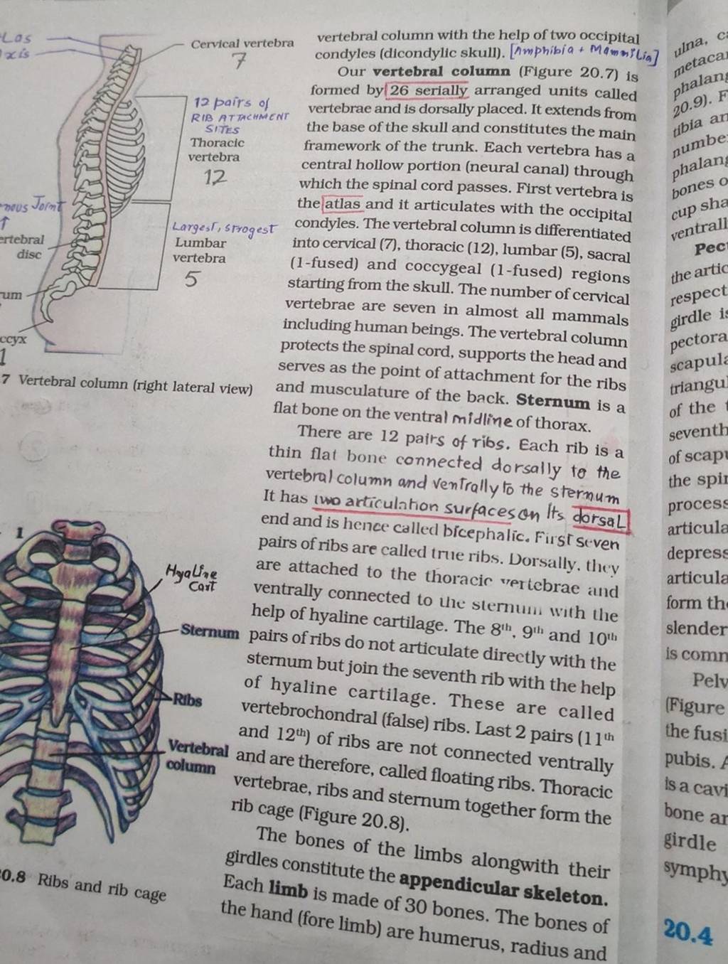 Cervical vertebra vertebral column with the help of two occipital condyle..