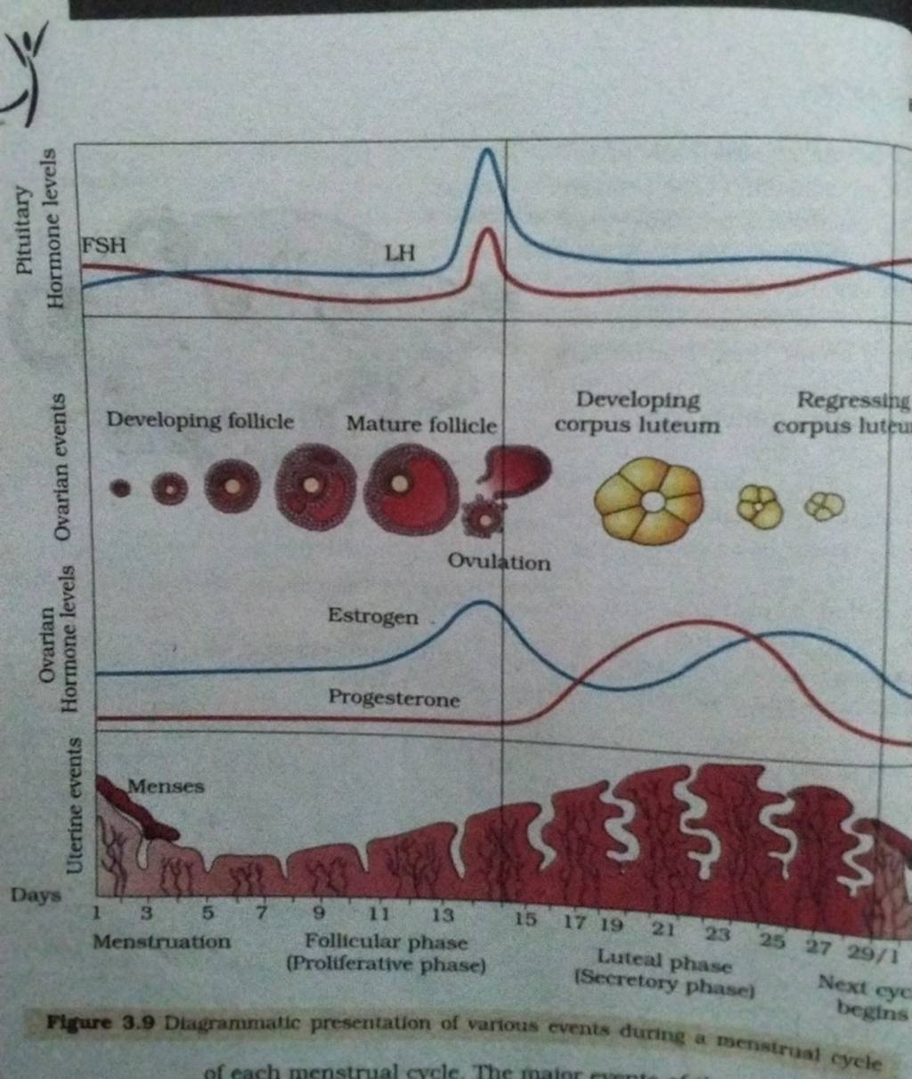 Developing Regressing corpus luteum corpus luteu Ovulation है है Days Fig..