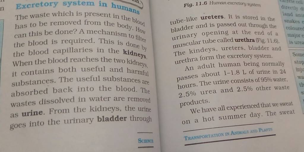 Excretory system in humans The waste removed from the body. Hof bladde..