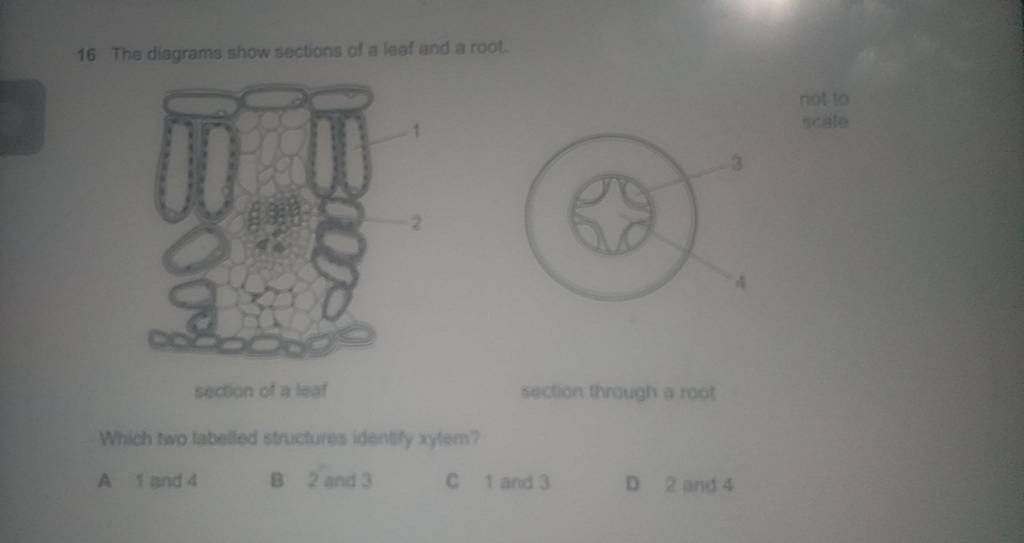 16 The diagrams show sections of a leaf and a root. Section of a leaf Whi..