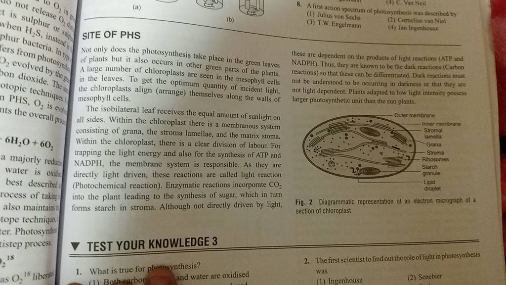 (b) SITE OF PHS 8. A first action spectrum of photosynthesis was deserib..