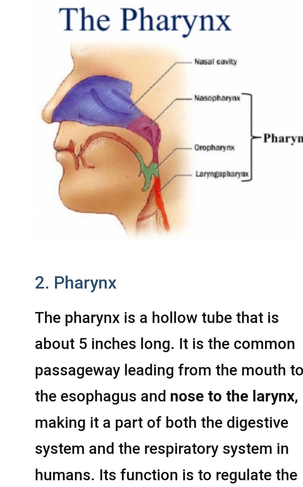 The Pharynx 2. Pharynx The pharynx is a hollow tube that is about 5 inche..