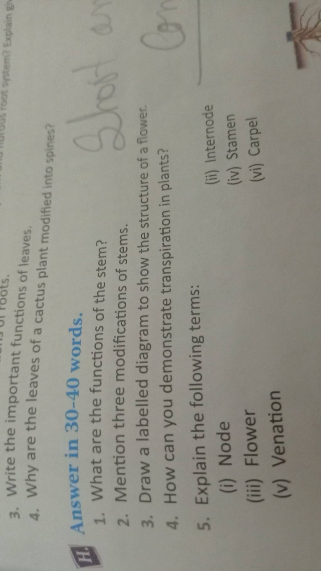 Write The Important Functions Of Leaves 4 Why Are The Leaves Of A Cactu 