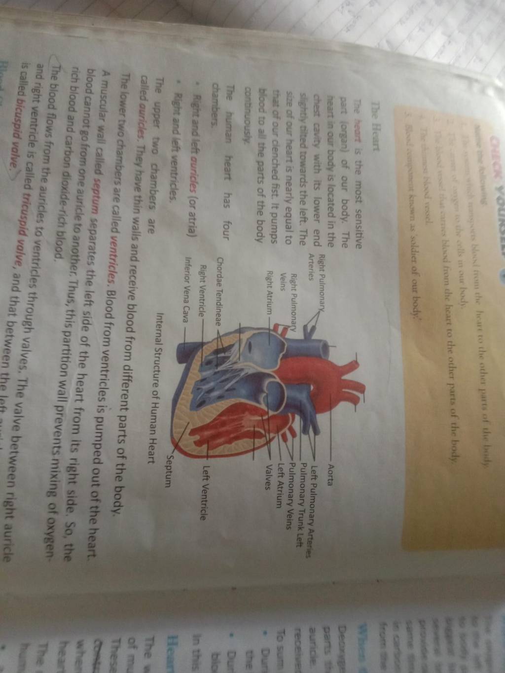 The Heart. The heart is the most sensitive part (organ) of our body. The