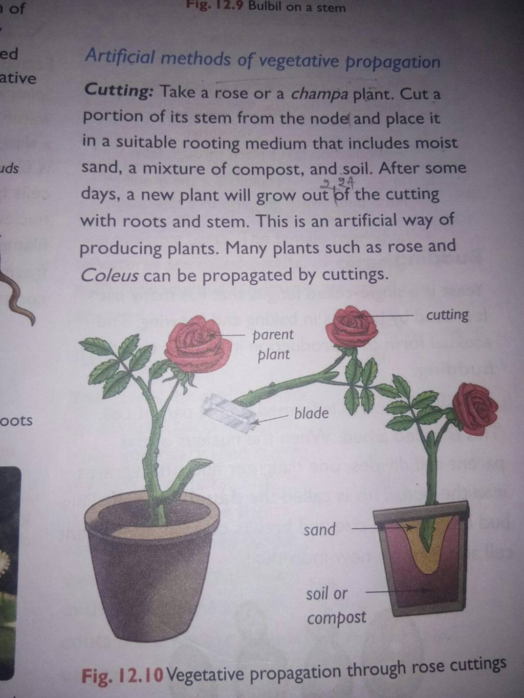 What Is Artificial Method Of Vegetative Propagation In Cutting Ii