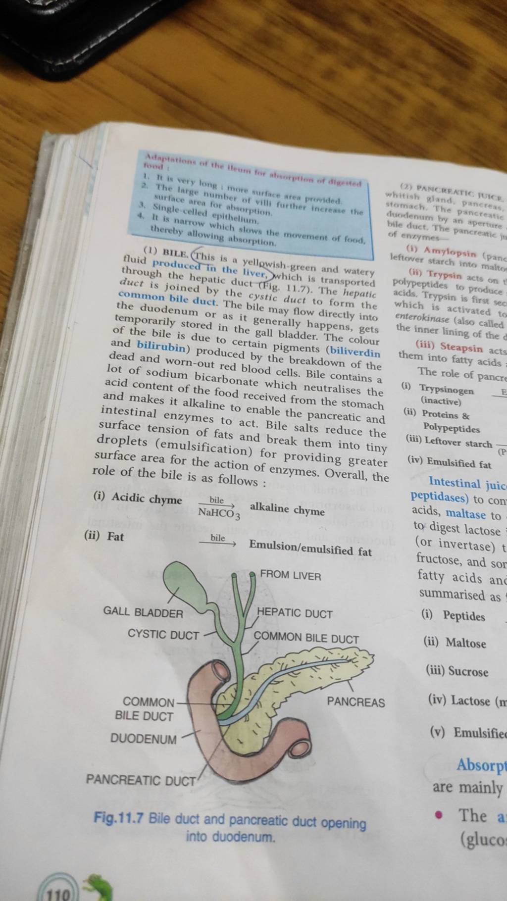 duct is joined by the cystic duct to form thepatic acids. Trypsin is firs..