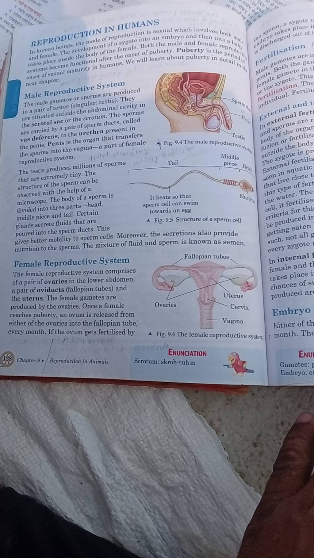 REPRODUCTION IN HUMANS Male Reproductive System The male gametes or sperm..