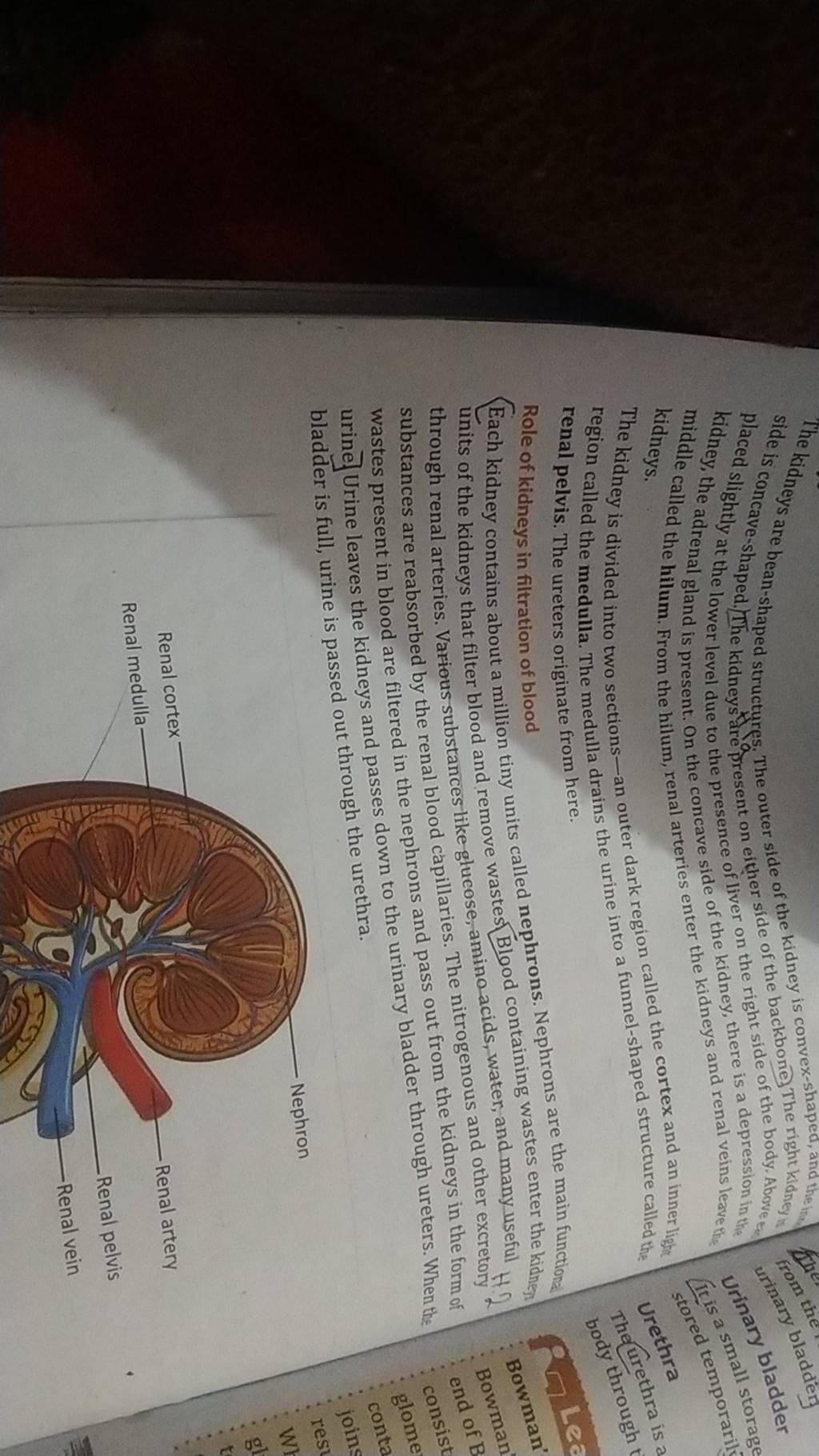 The kidneys are bean-shaped structures. The outer side of the kidney is c..