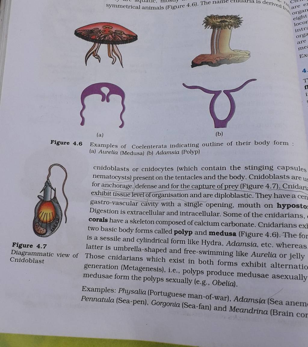 Cnidocytes Two Basic Body Forms