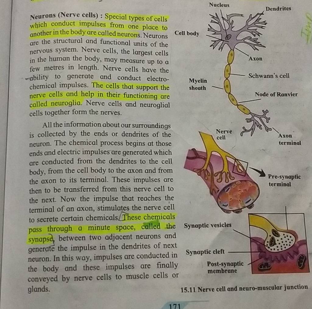 Neurons (Nerve cells) : Special types of cells which conduct impulses fro.. Neurons (Nerve cells) : Special types of cells which conduct impulses fro..