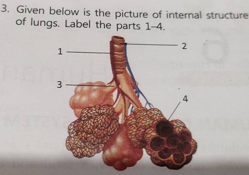 3. Given below is the picture of internal structure of lungs. Label the p..
