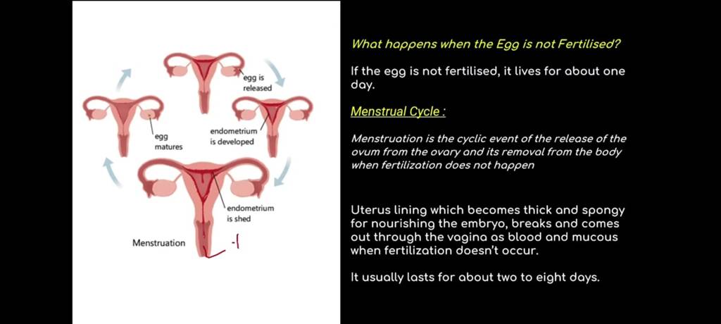 What happens when the Egg is not Fertilised? If the egg is not fertilised..
